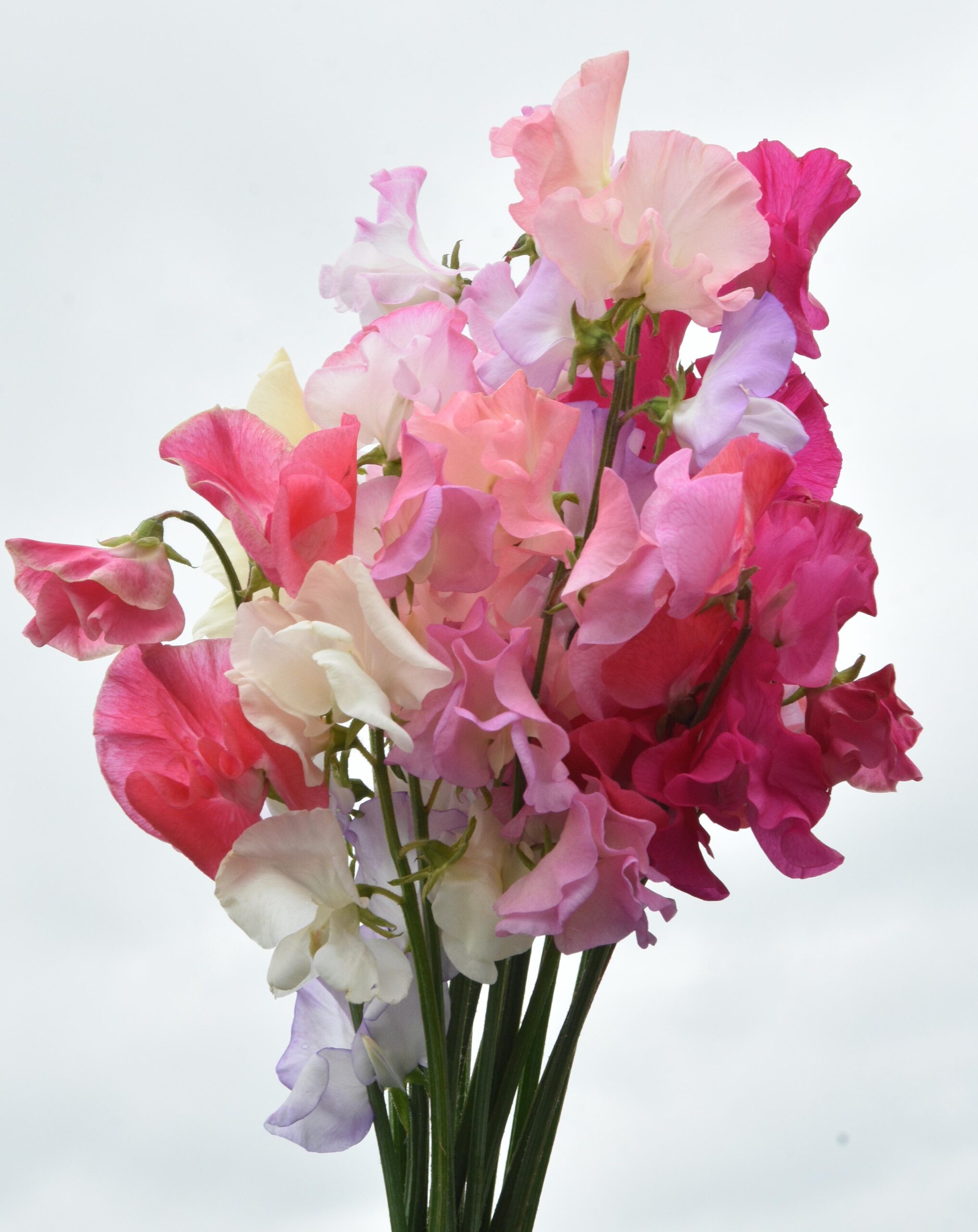 Grow some cut flowers this summer – Nags Hall Gardener