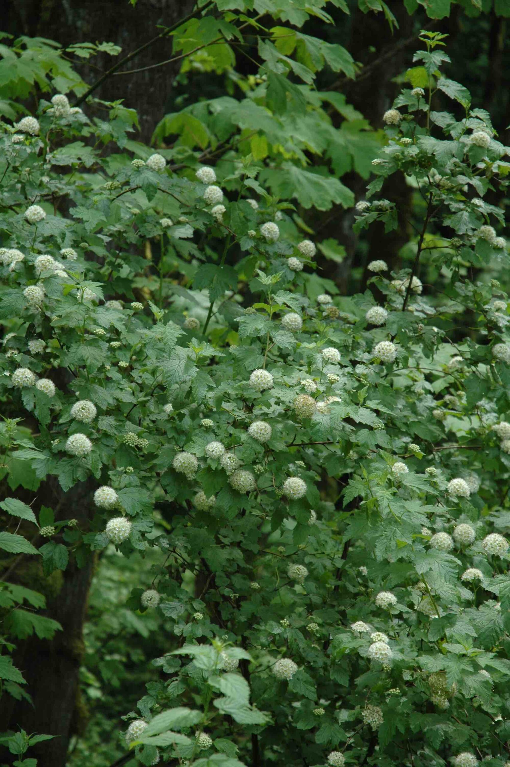 Everyday shrubs: Physocarpus – Nags Hall Gardener