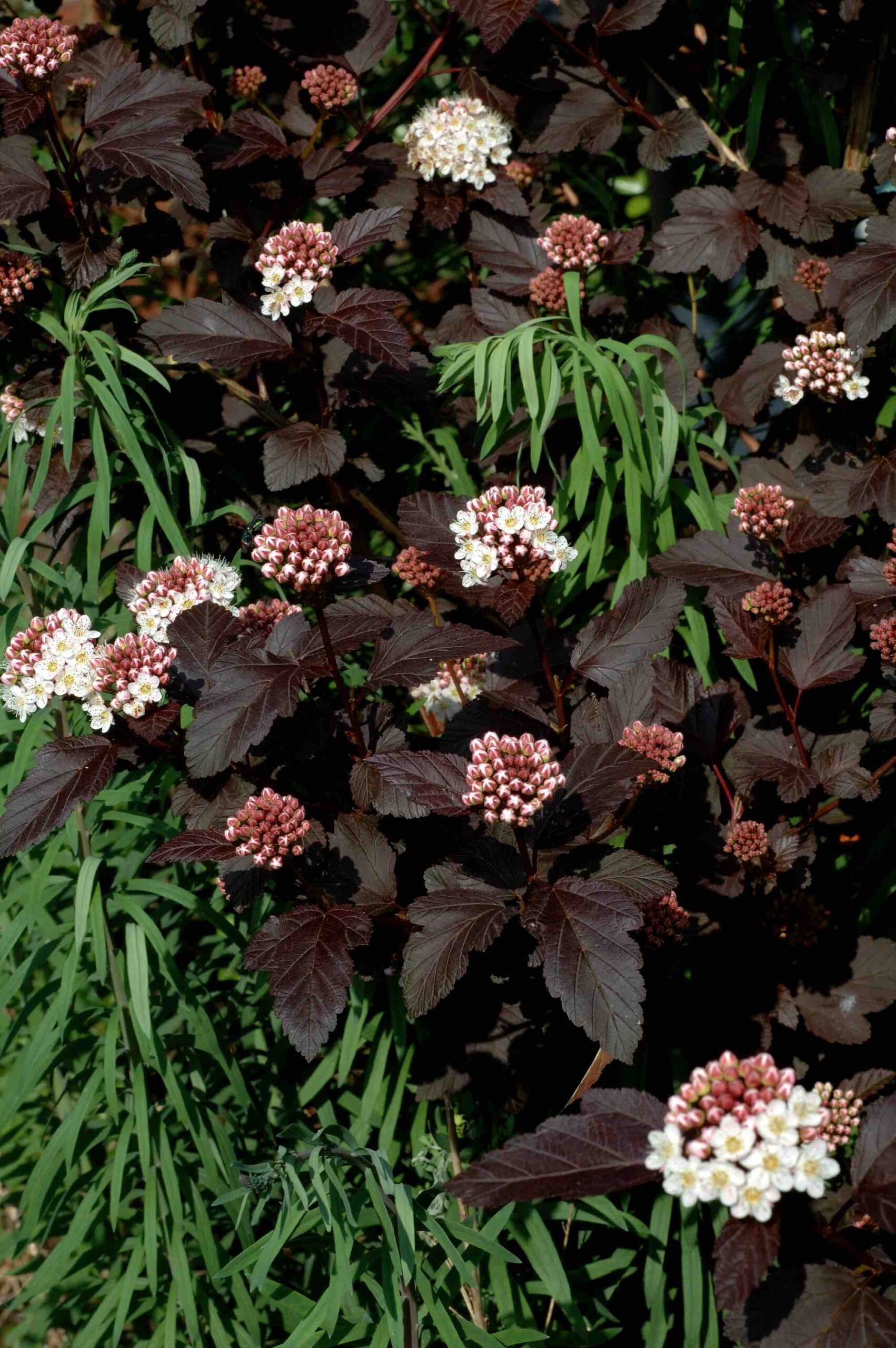 Everyday shrubs: Physocarpus – Nags Hall Gardener