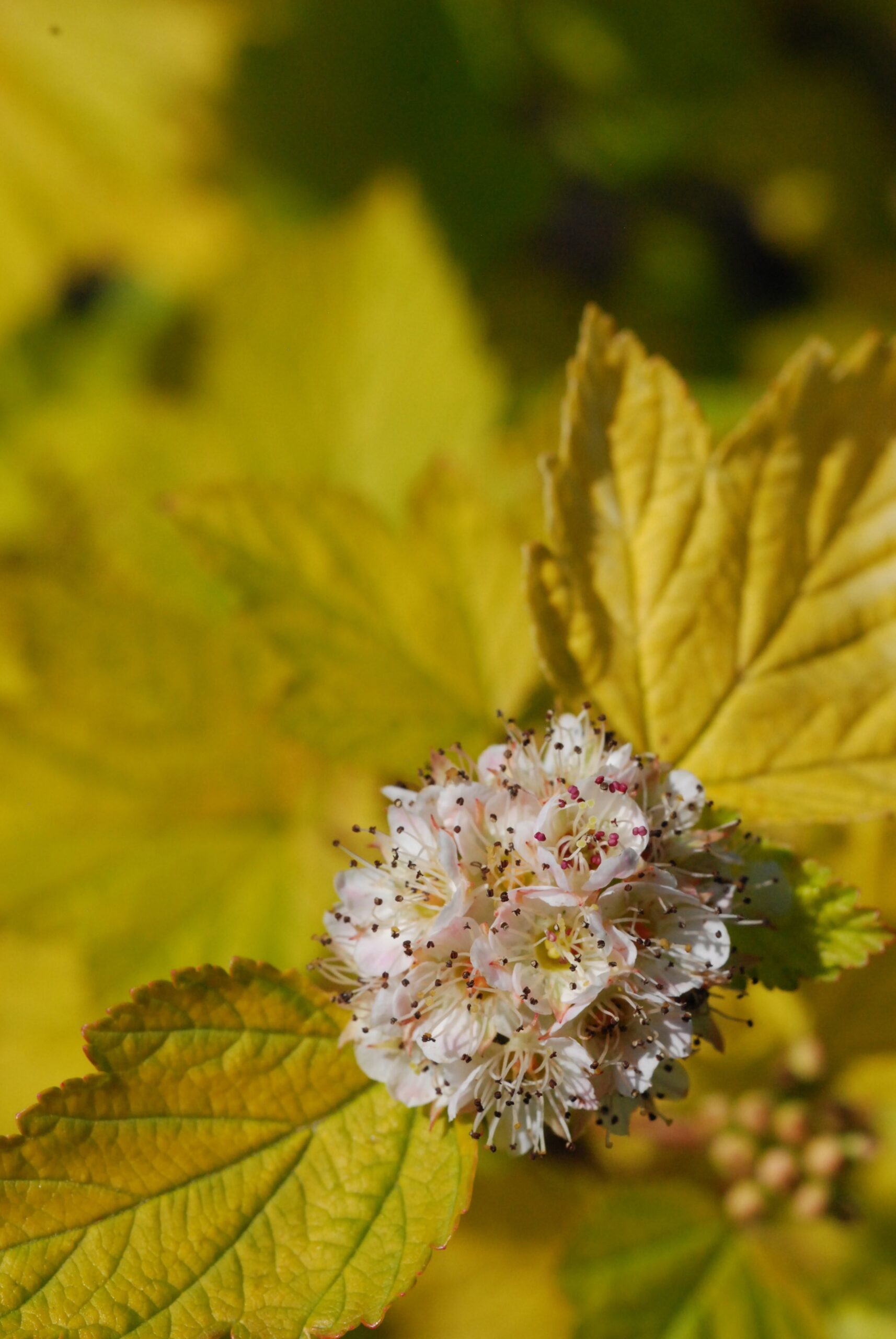 Everyday shrubs: Physocarpus – Nags Hall Gardener