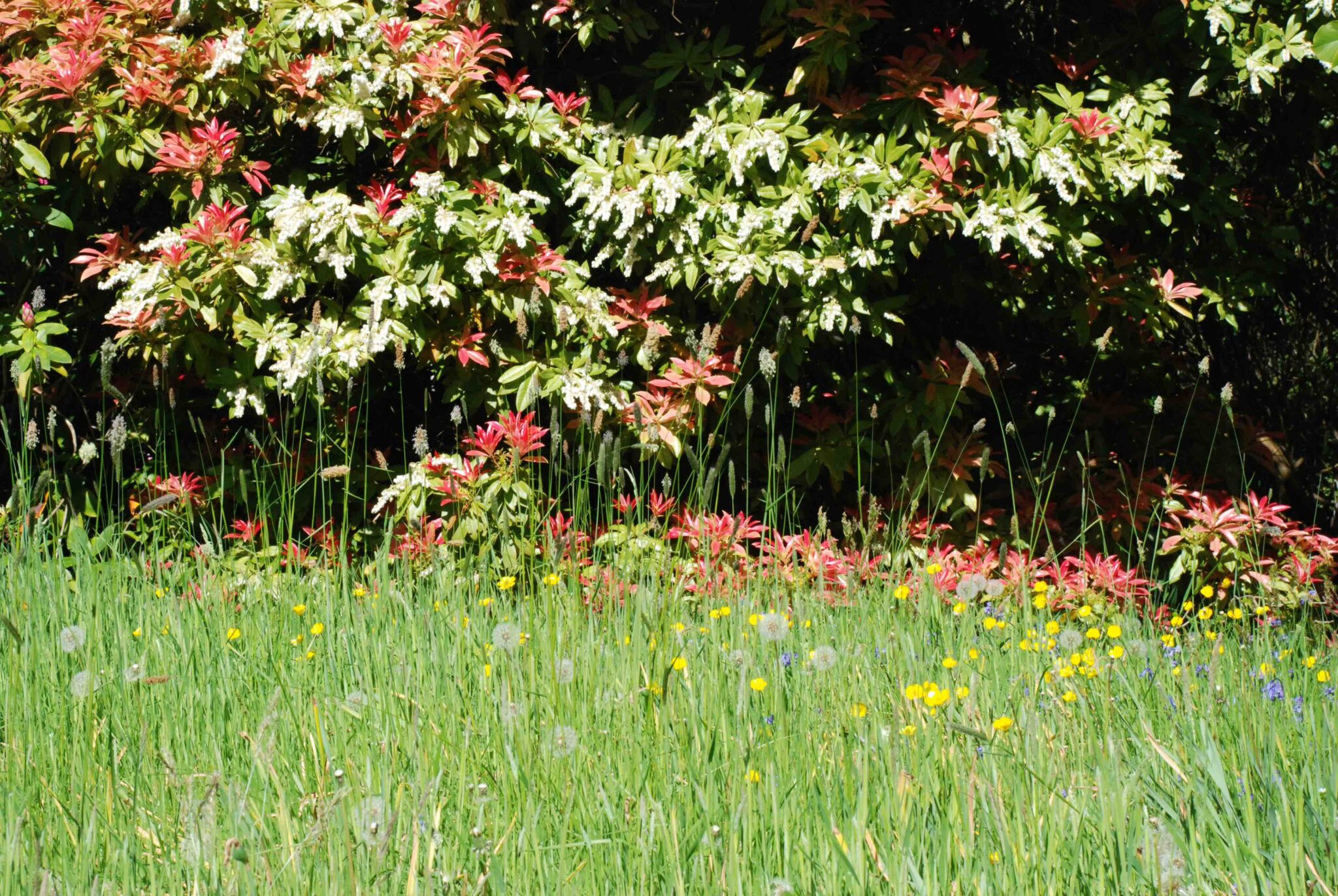 Everyday shrubs: Pieris – Nags Hall Gardener