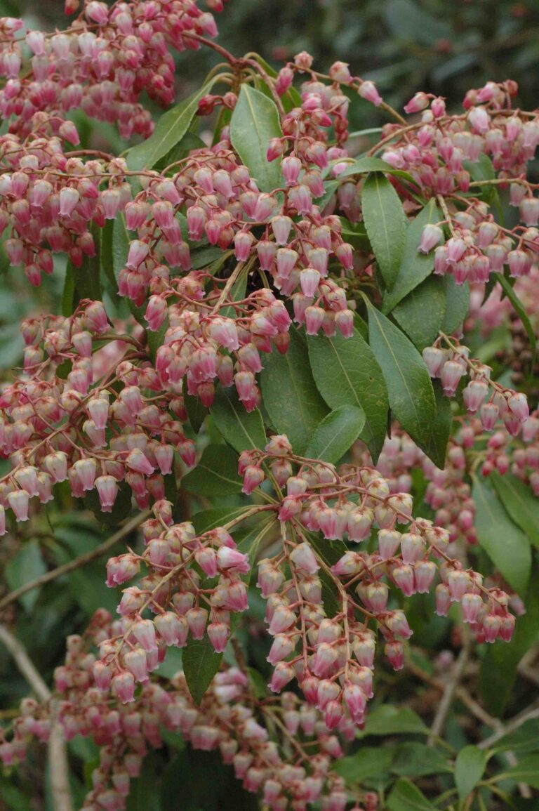Everyday shrubs: Pieris – Nags Hall Gardener