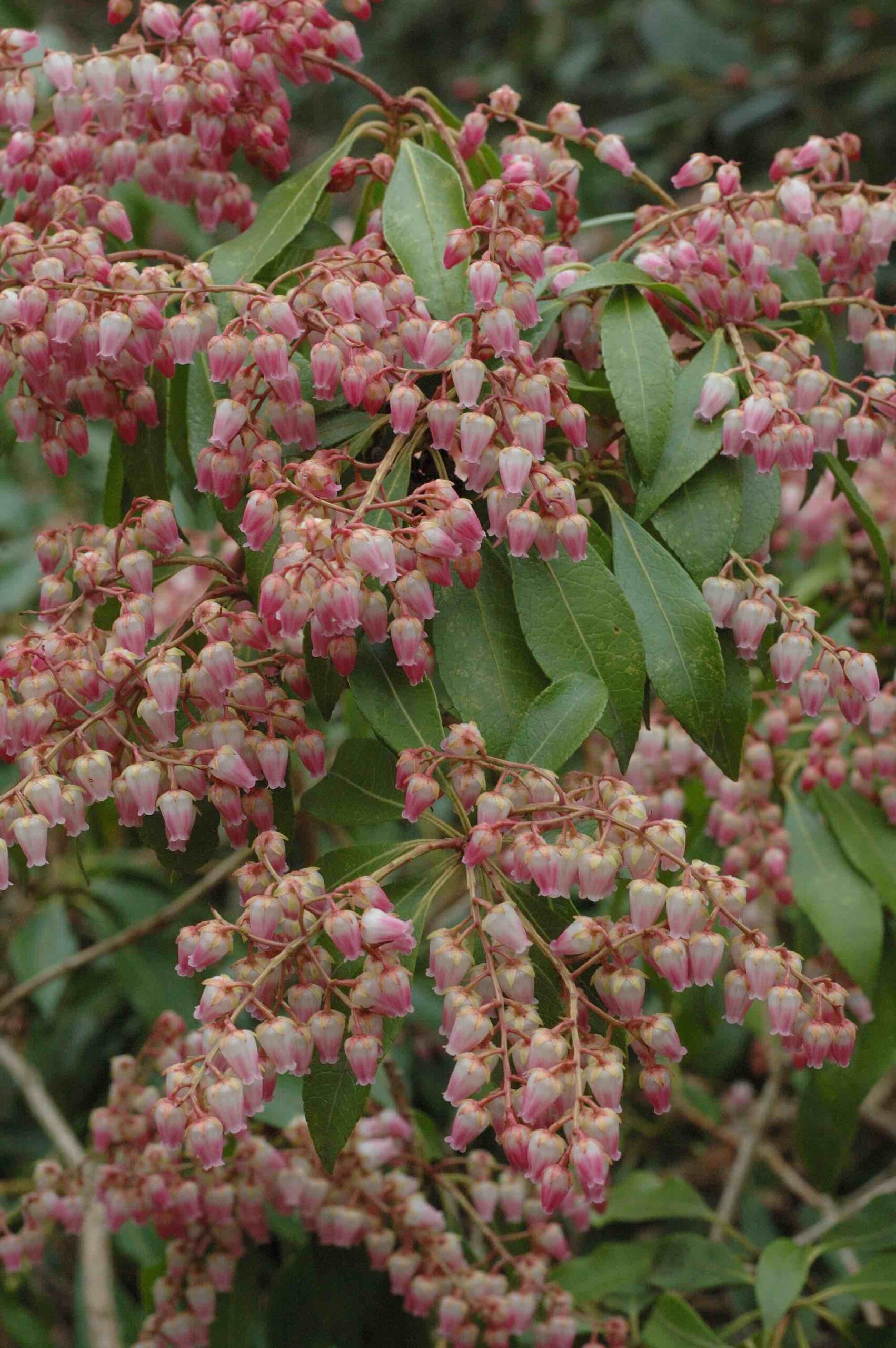 Everyday shrubs: Pieris – Nags Hall Gardener