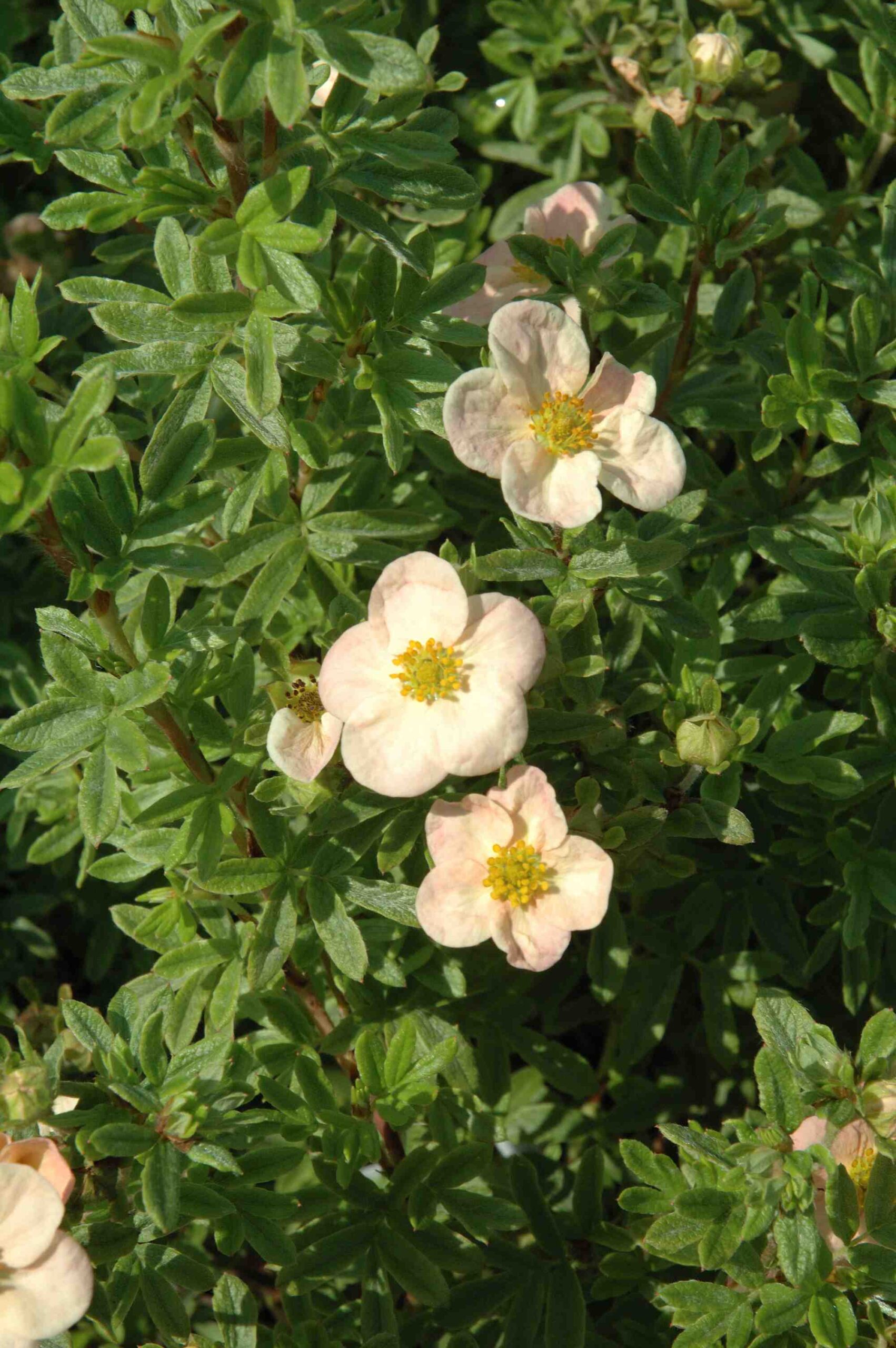 Everyday shrubs: Potentilla – Nags Hall Gardener