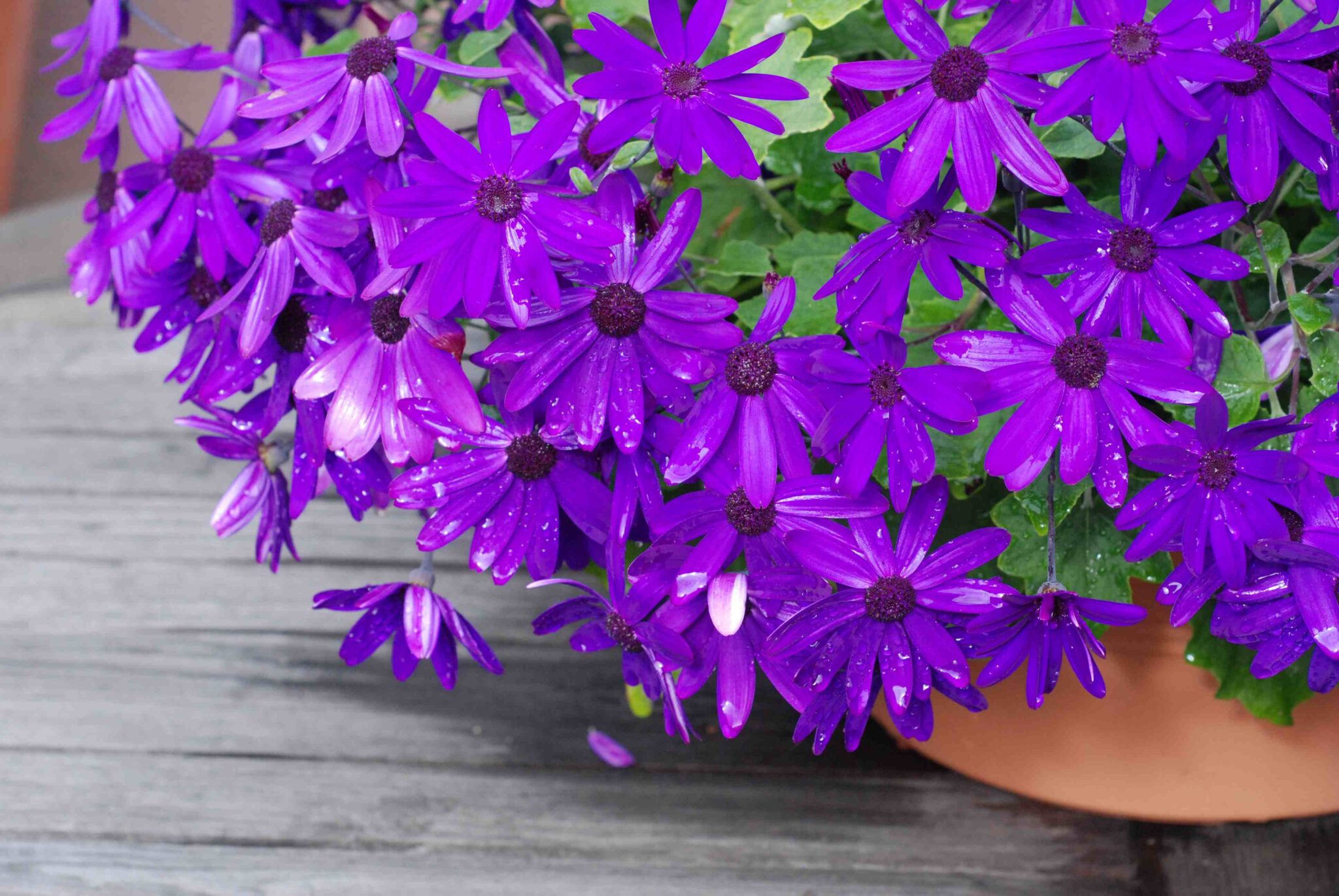 Sumptuous Senetti – Nags Hall Gardener