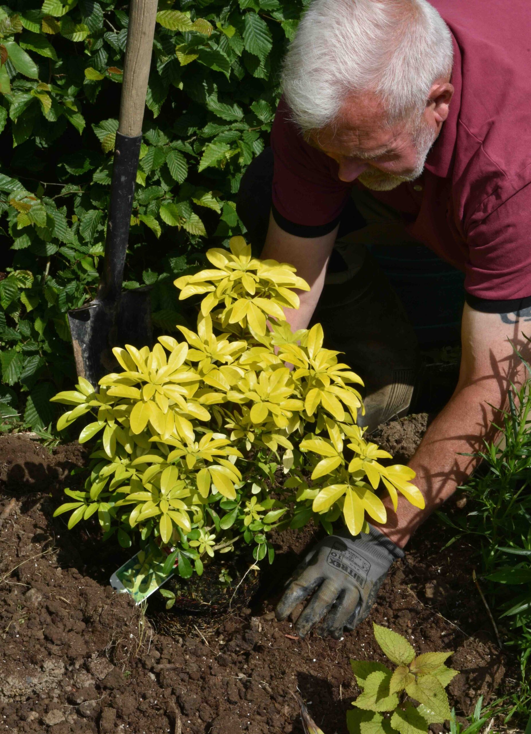 How to plant shrubs in summer – Nags Hall Gardener