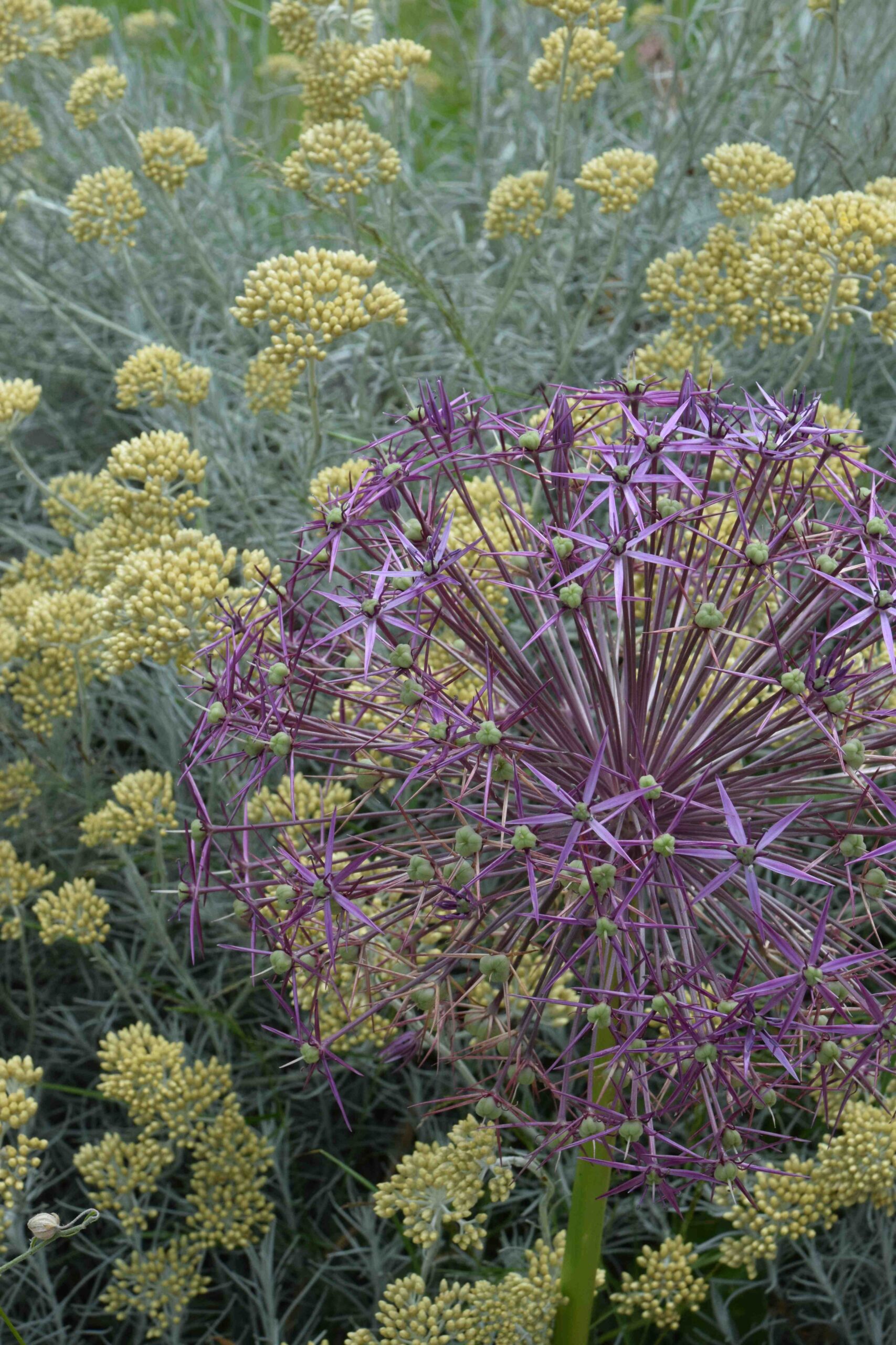 Bees know their onions – Nags Hall Gardener